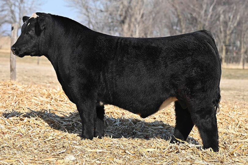Club Calf – Page 2 – Premium Beef Genetics