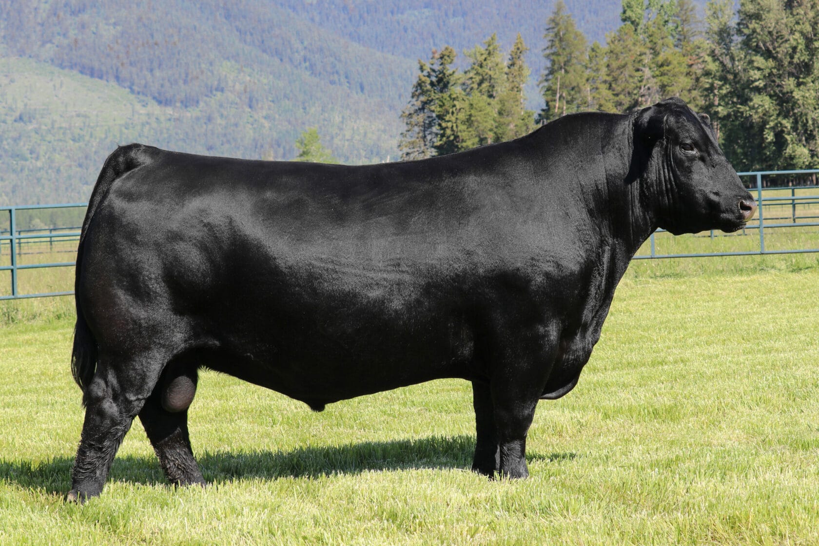 SQUARE B ATLANTIS 8060 – Premium Beef Genetics