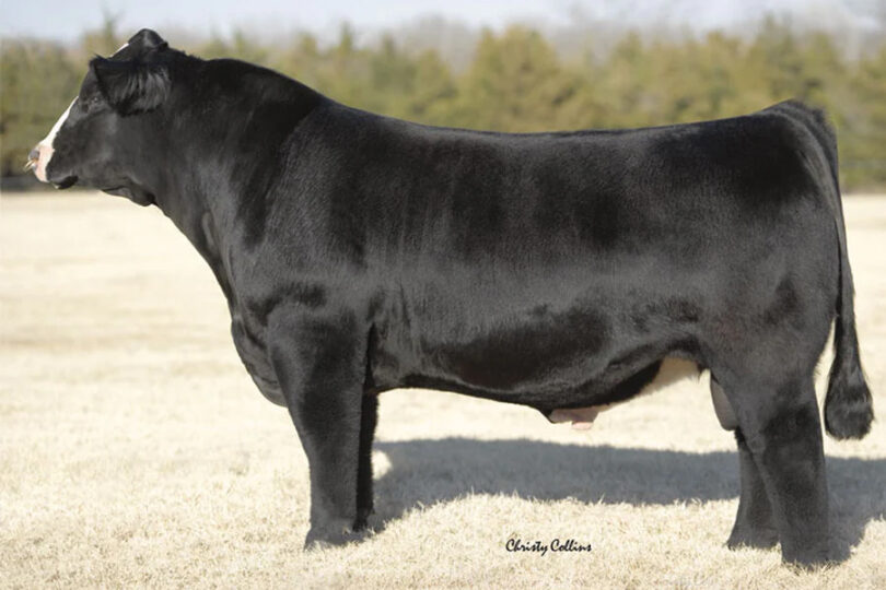 Simmental – Page 2 – Premium Beef Genetics