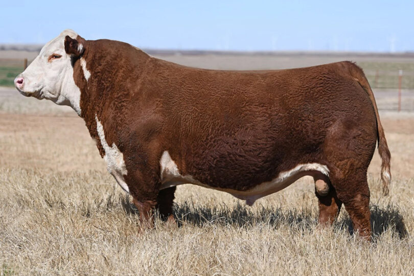 KLD ON THE ROCKS 770E – Premium Beef Genetics