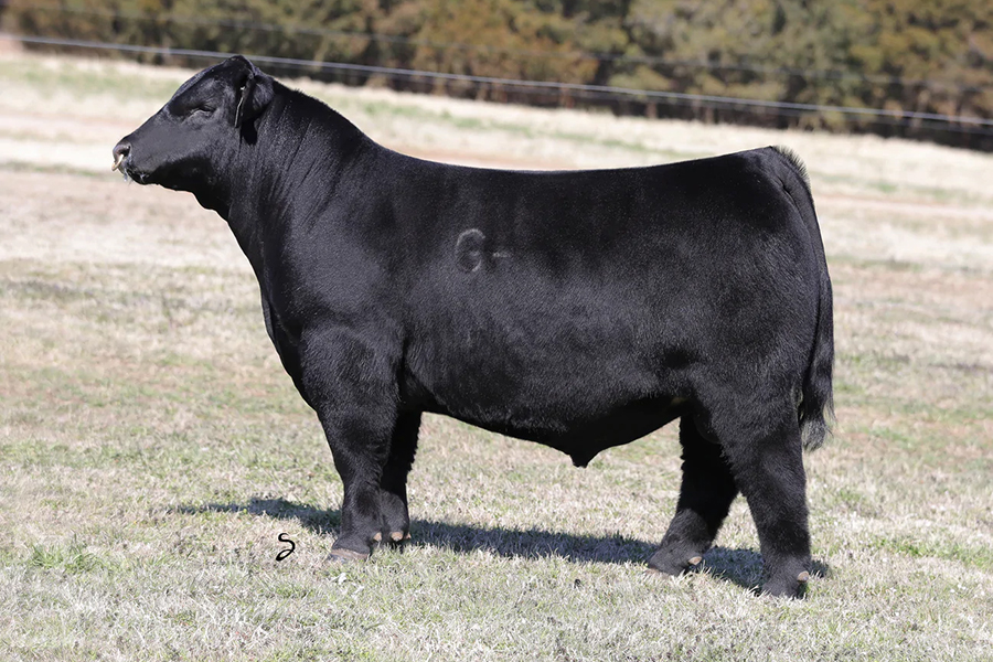 PEACE OF MIND 4G – Premium Beef Genetics