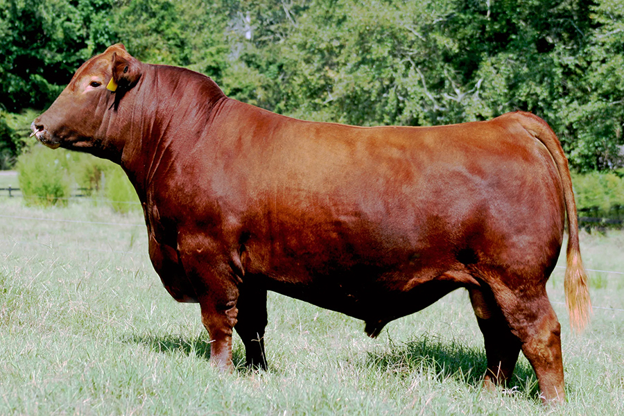 Red Angus – Page 4 – Premium Beef Genetics