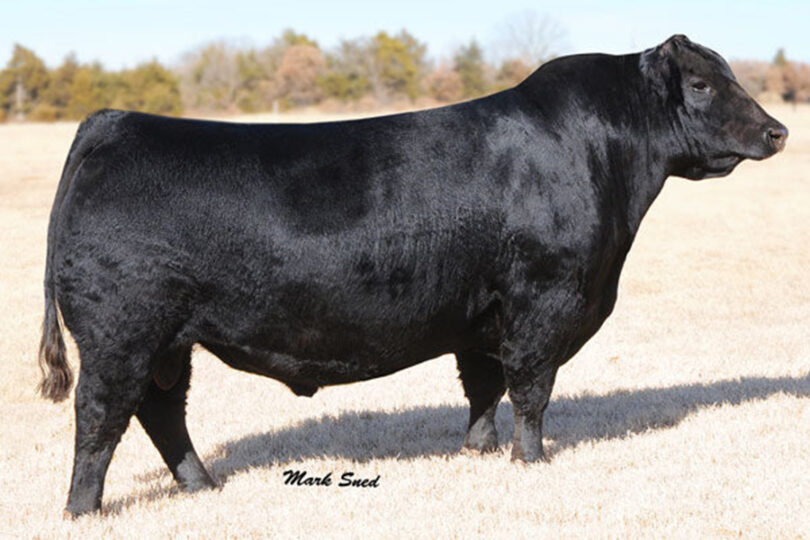 Black Angus – Page 3 – Premium Beef Genetics
