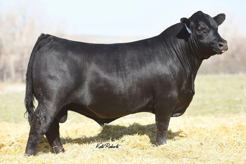 Red Angus – Page 4 – Premium Beef Genetics