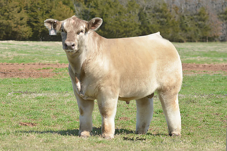 GOET I-80 – Premium Beef Genetics