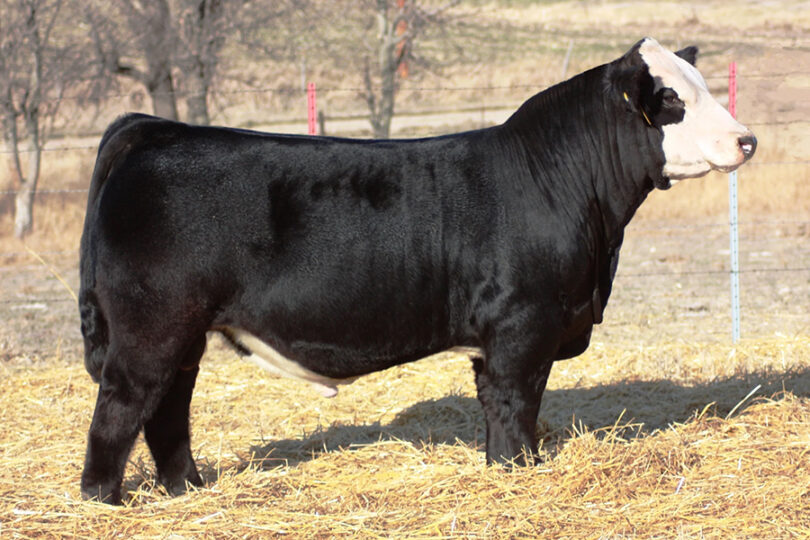 CLRS GUARDIAN 317G – Premium Beef Genetics