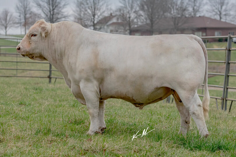 Charolais – Premium Beef Genetics