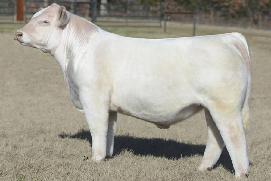 WHITE WOOD – Premium Beef Genetics