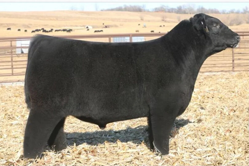 Club Calf – Page 2 – Premium Beef Genetics