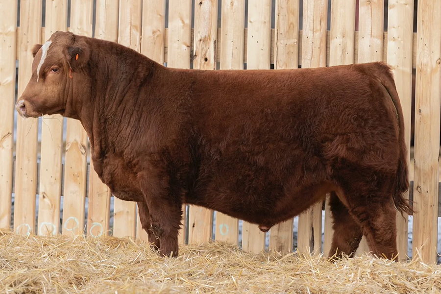 Simmental – Page 3 – Premium Beef Genetics