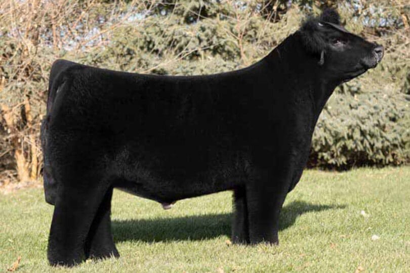 Club Calf – Page 3 – Premium Beef Genetics