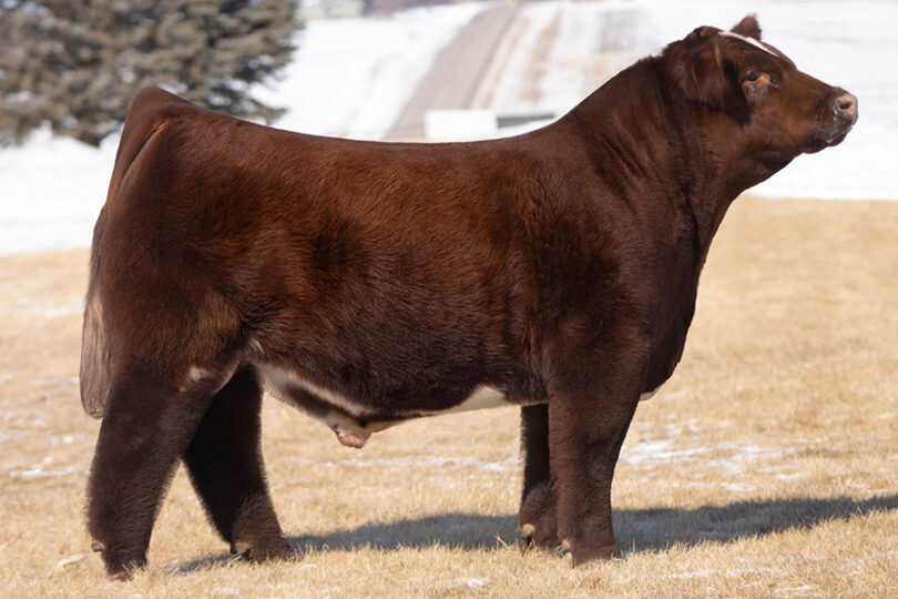 IN GOD WE TRUST – Premium Beef Genetics