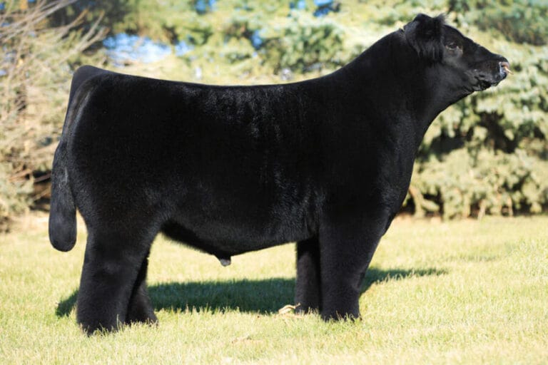 Premium Beef Genetics