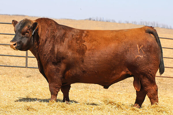 DUFF RED BLOOD 18114 – Premium Beef Genetics