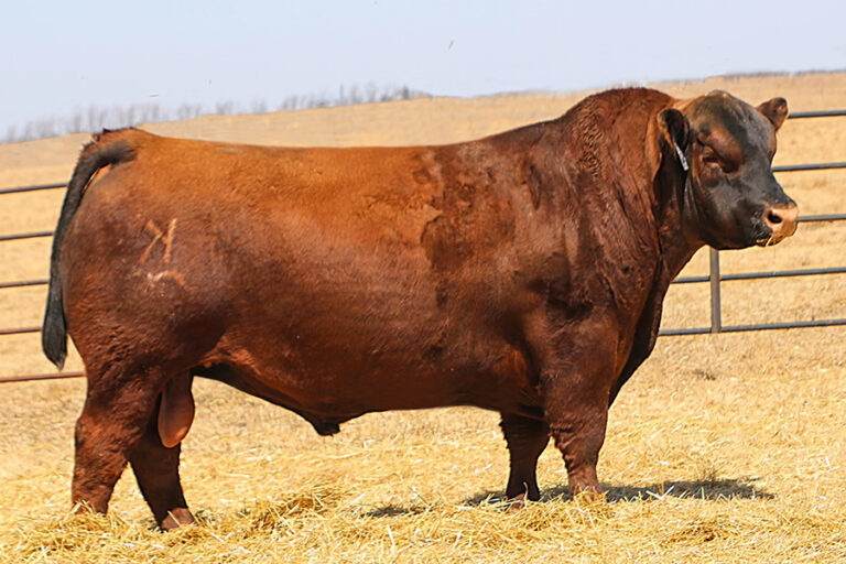 DUFF RED BLOOD 18114 – Premium Beef Genetics