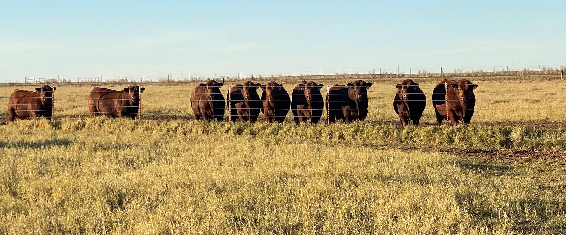 Premium Beef Genetics