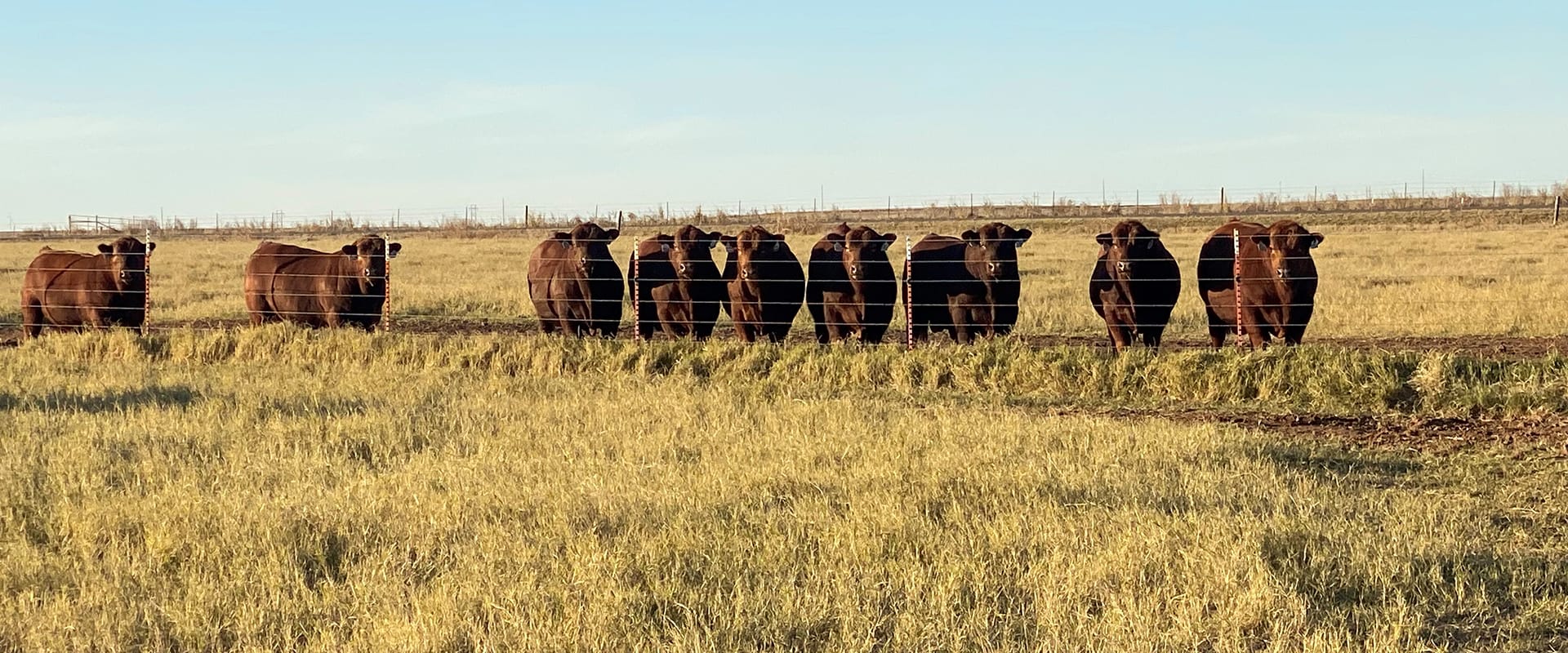 Premium Beef Genetics