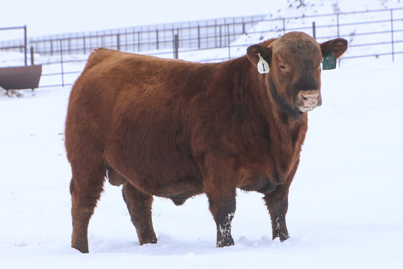 DUFF HD 2046 – Premium Beef Genetics