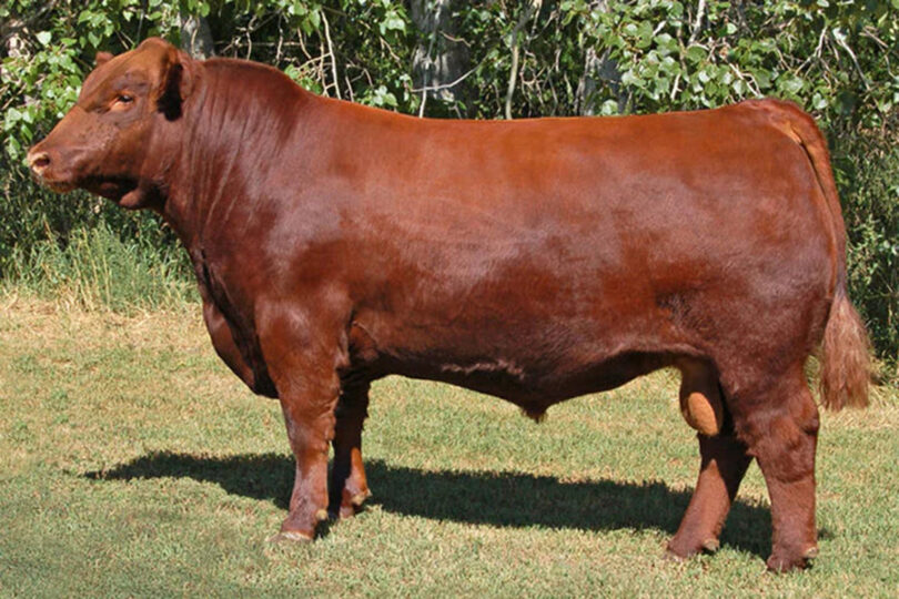 DUFF RED BLOOD 18114 – Premium Beef Genetics