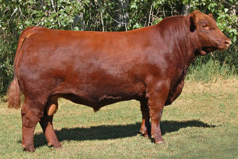 DUFF RED BLOOD 18114 – Premium Beef Genetics