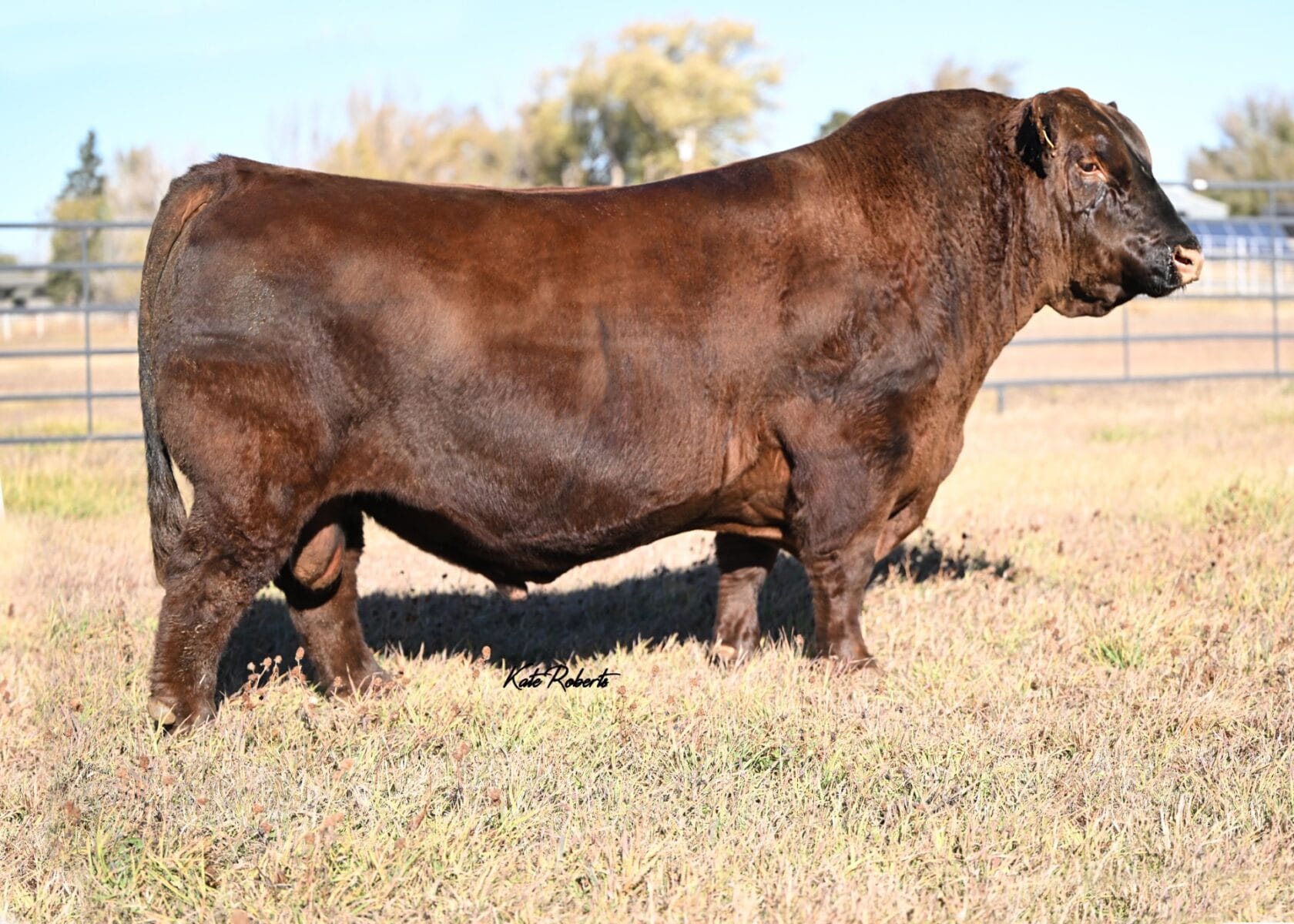 DUFF HOT IRON 19539 – Premium Beef Genetics