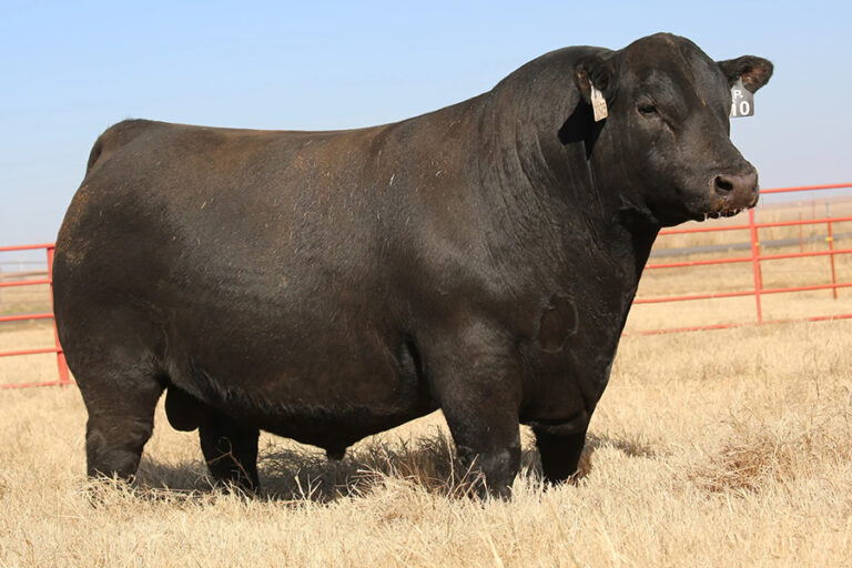 Black Angus – Page 3 – Premium Beef Genetics