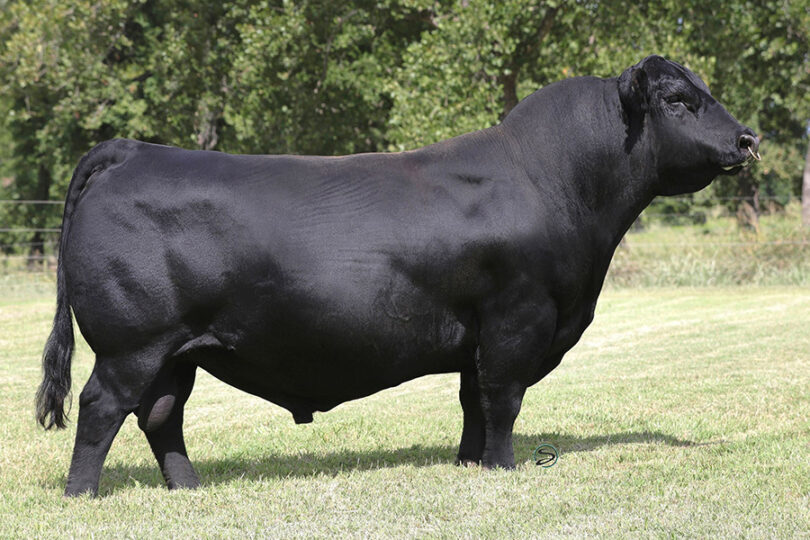 Black Angus – Premium Beef Genetics