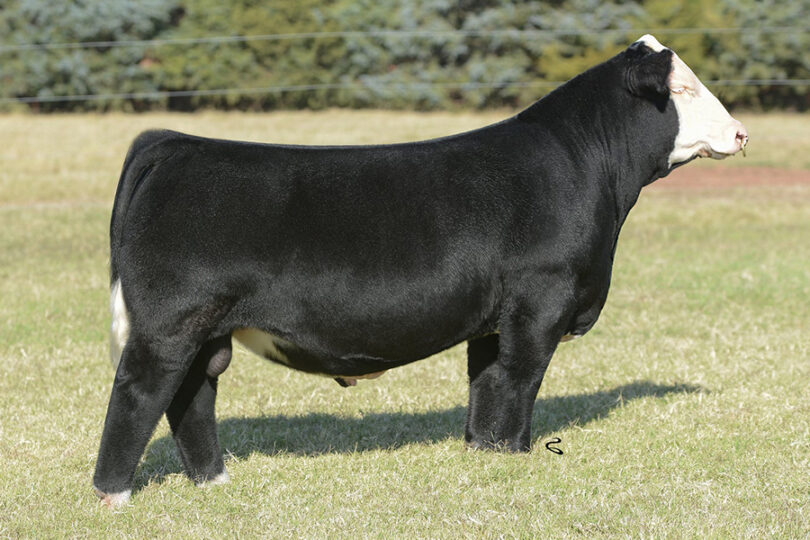 Simmental – Premium Beef Genetics