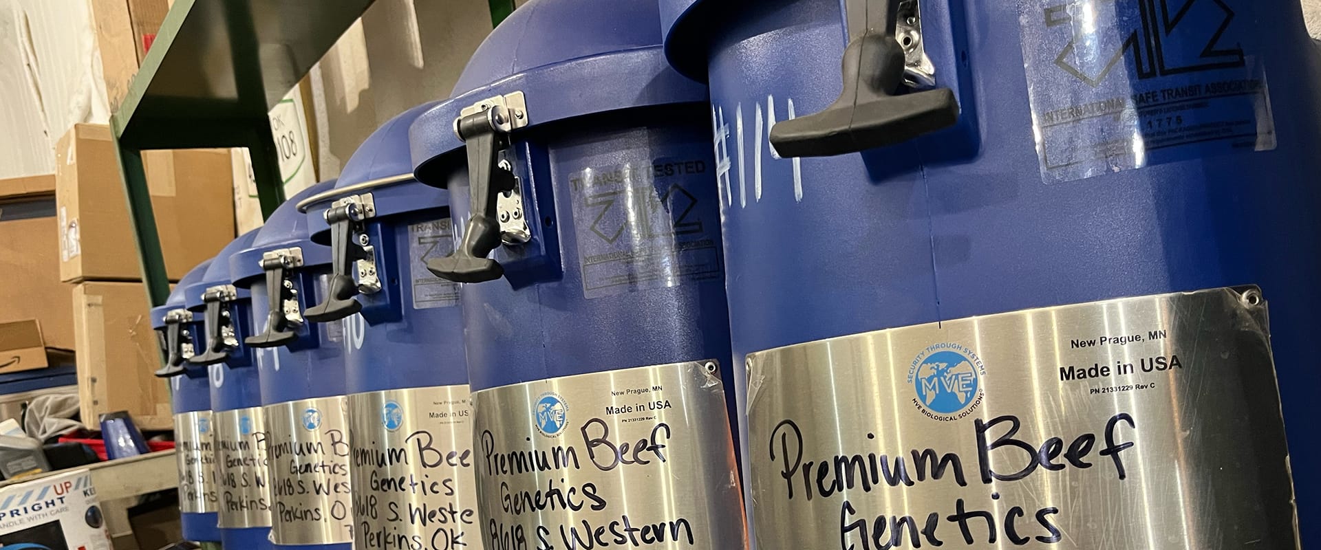 Premium Beef Genetics