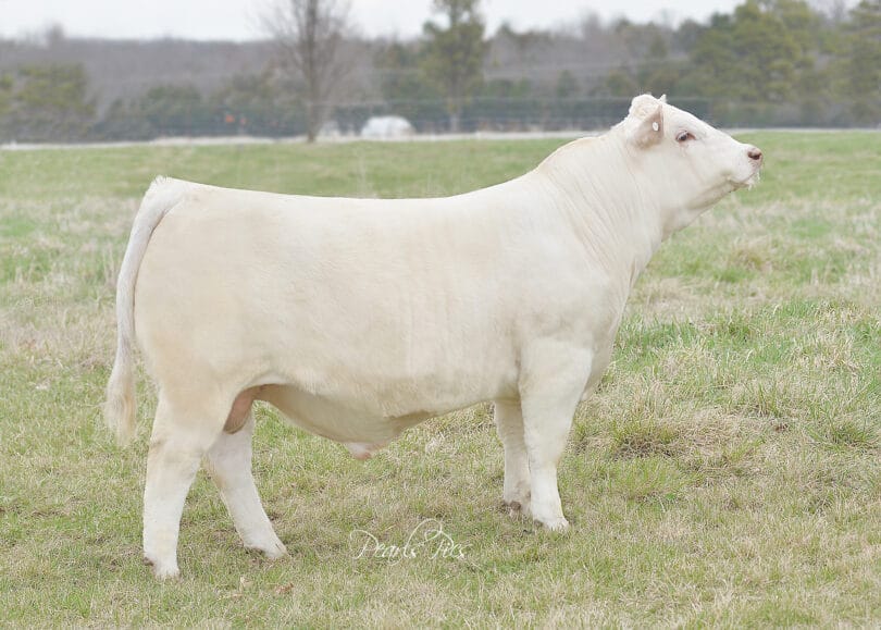 CCC WC RESOURCE 417 P – Premium Beef Genetics