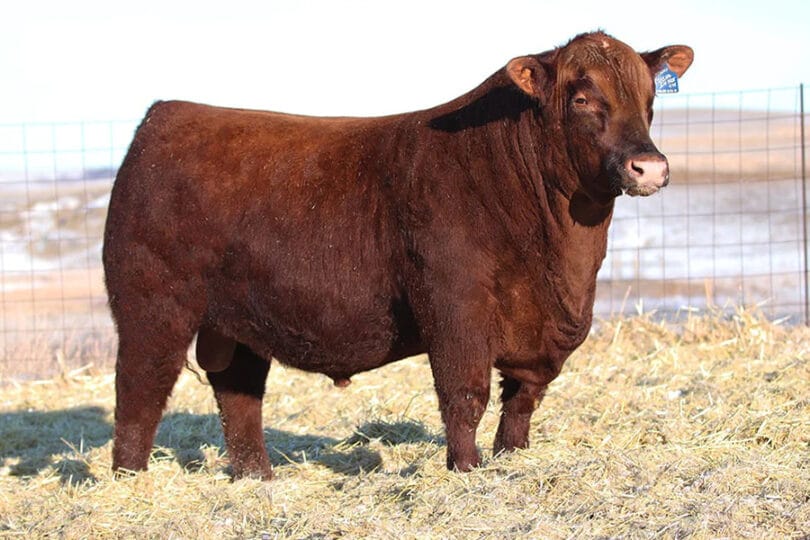 Red Angus – Page 2 – Premium Beef Genetics