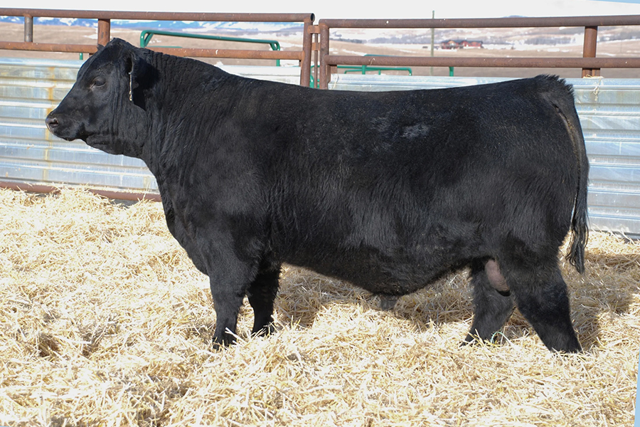 Black Angus – Page 5 – Premium Beef Genetics