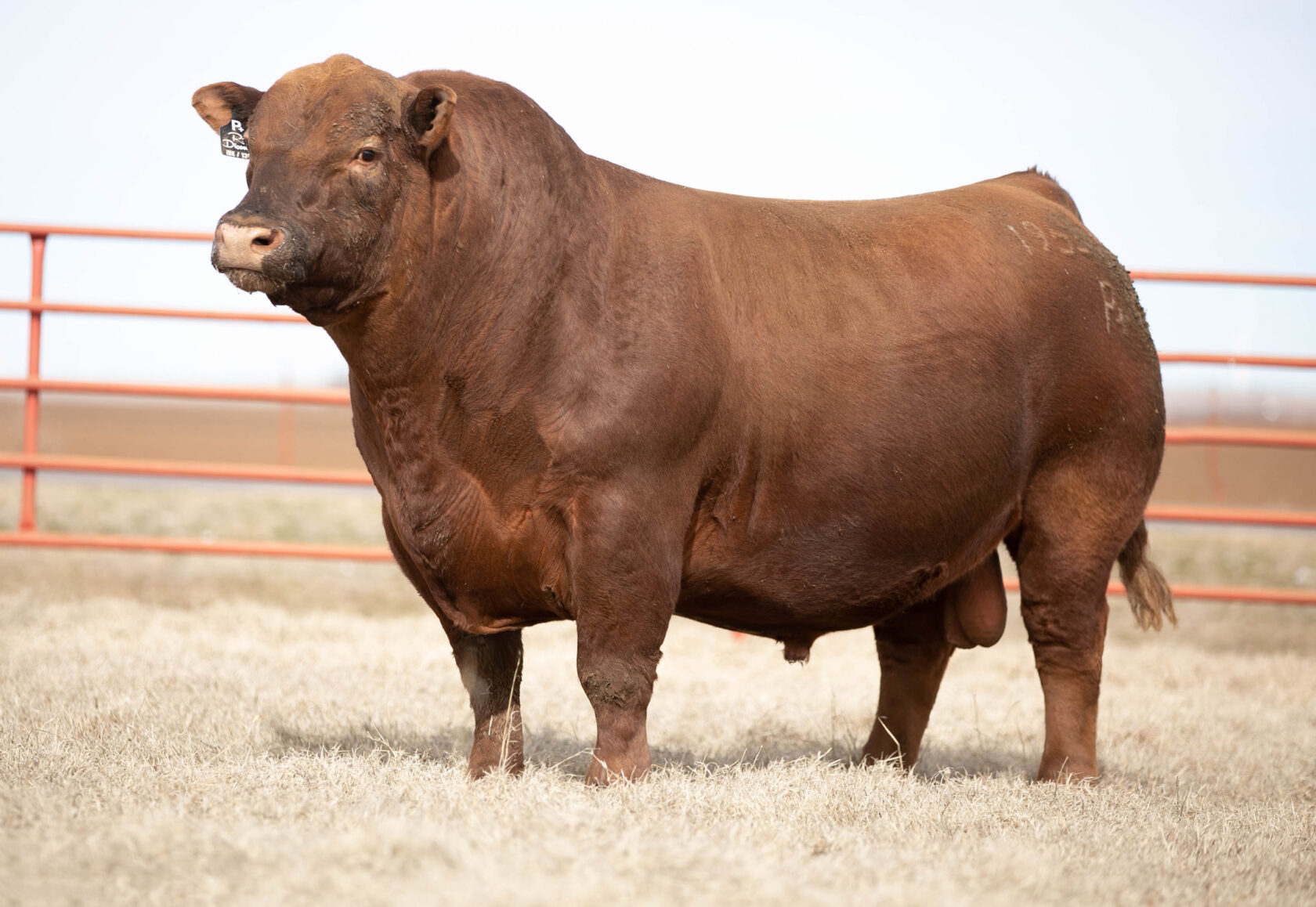 DUFF RED DIAMOND 19532 – Premium Beef Genetics
