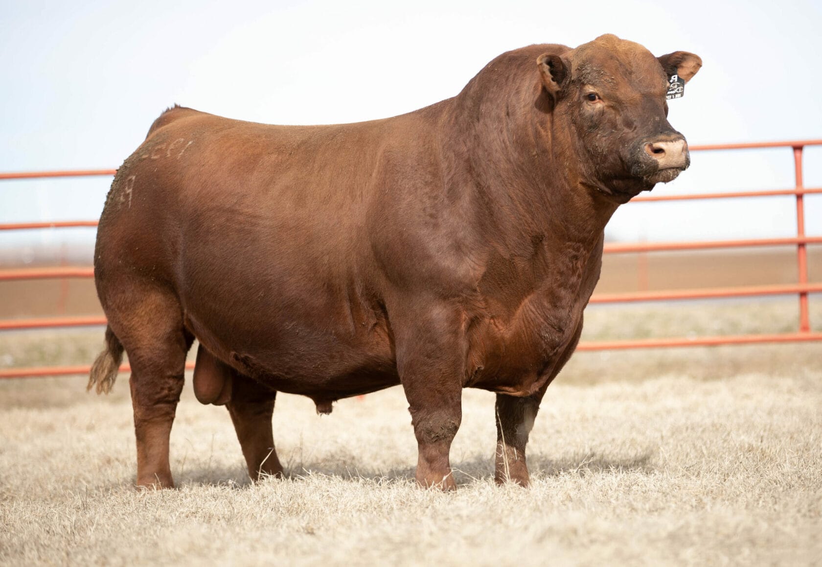 DUFF RED DIAMOND 19532 – Premium Beef Genetics
