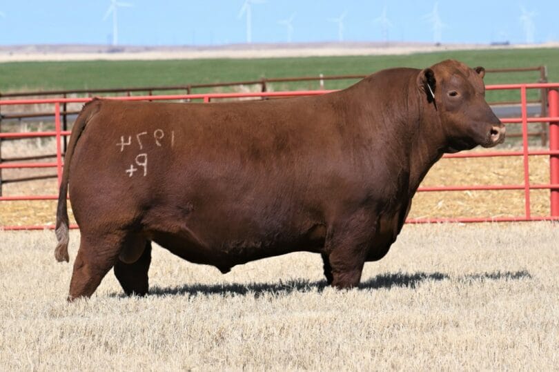 Red Angus – Premium Beef Genetics