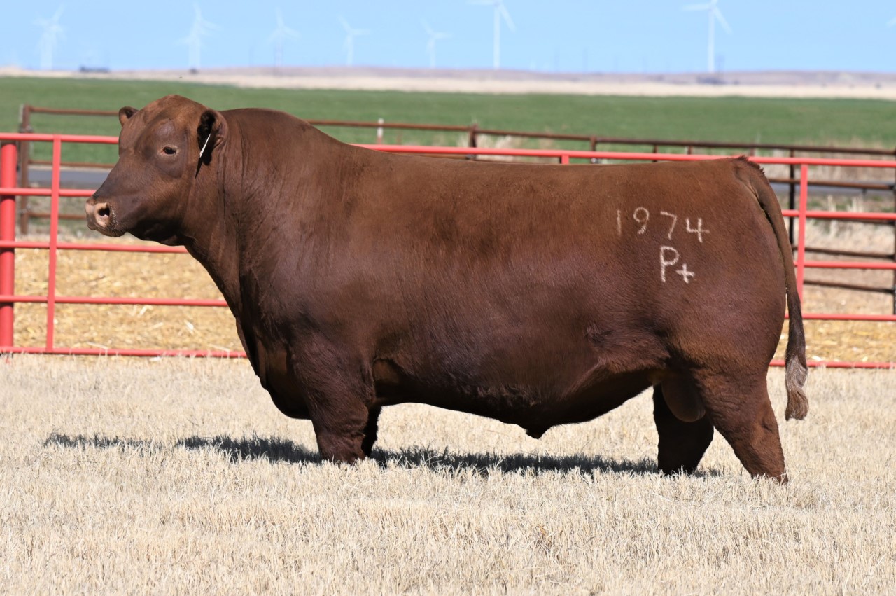 Red Angus – Premium Beef Genetics