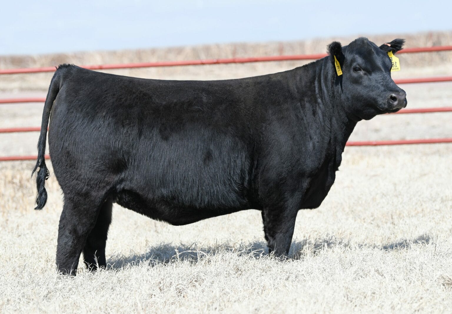 DUFF HONCHO 426 – Premium Beef Genetics