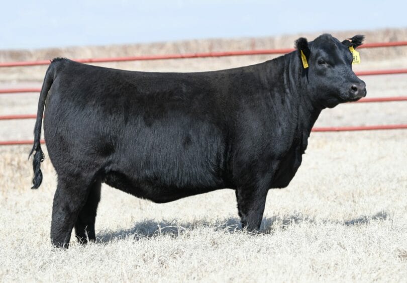 DUFF HONCHO 426 – Premium Beef Genetics