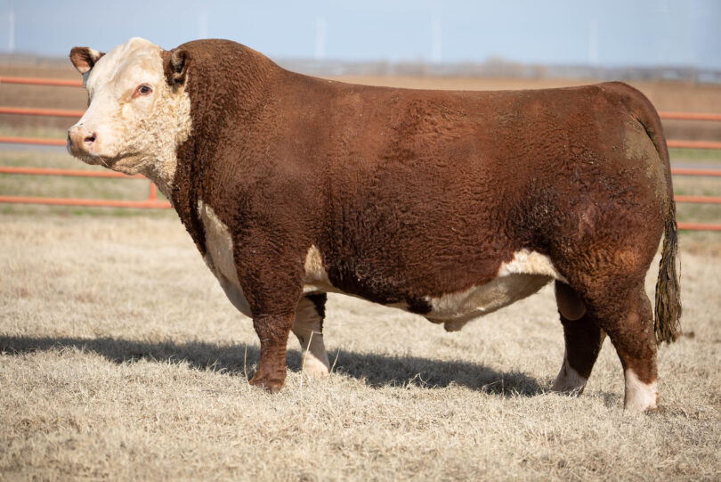 Hereford – Premium Beef Genetics