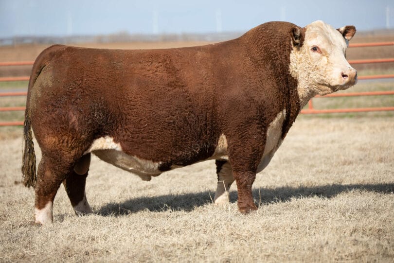 Hereford – Premium Beef Genetics