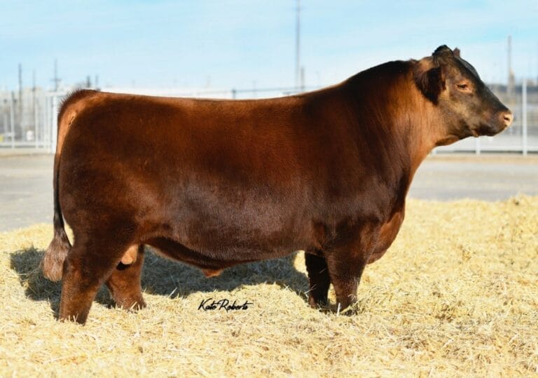 DUFF RED RAIDER 2010H – Premium Beef Genetics