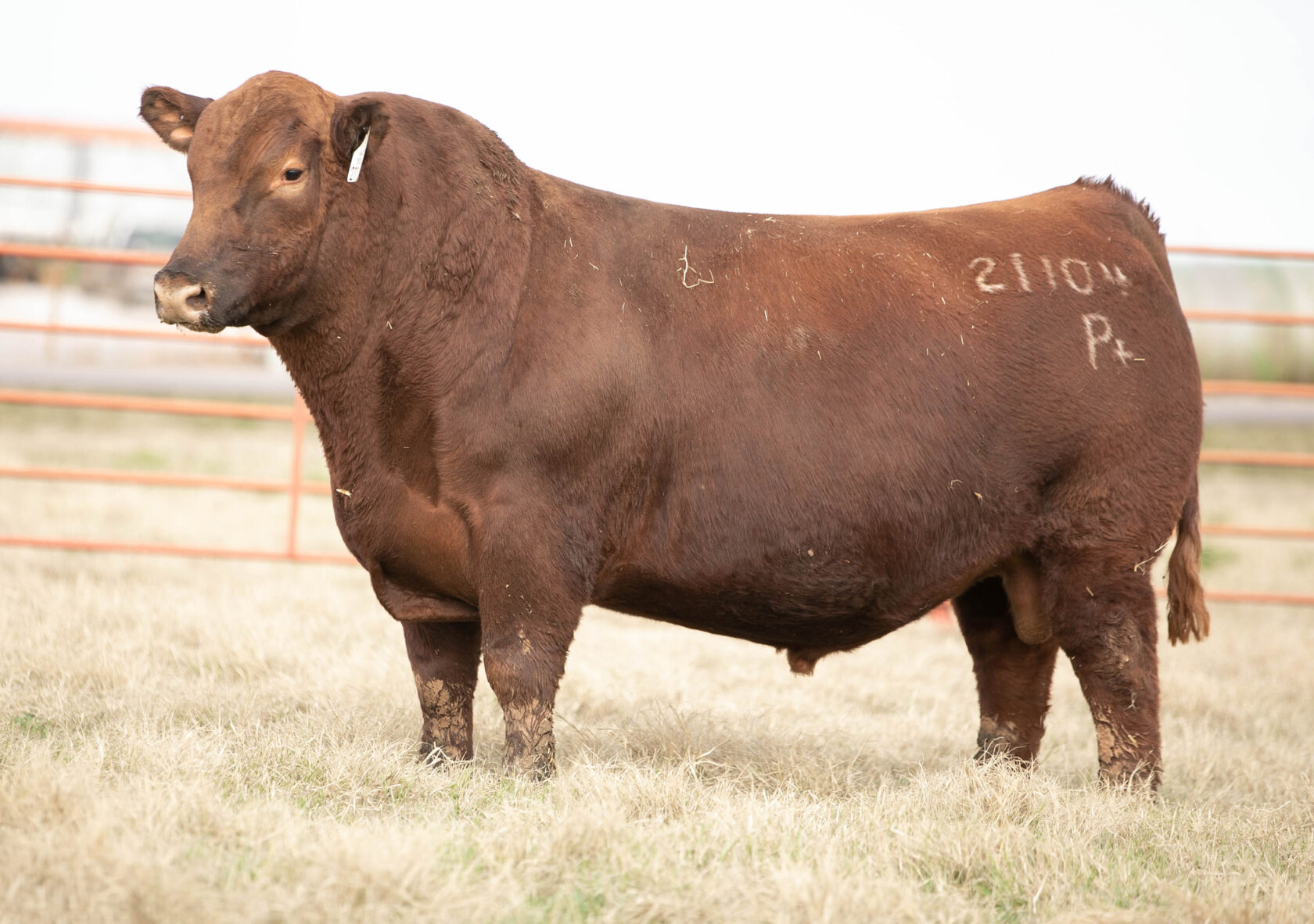 DUFF RED WARRIOR 21104 – Premium Beef Genetics