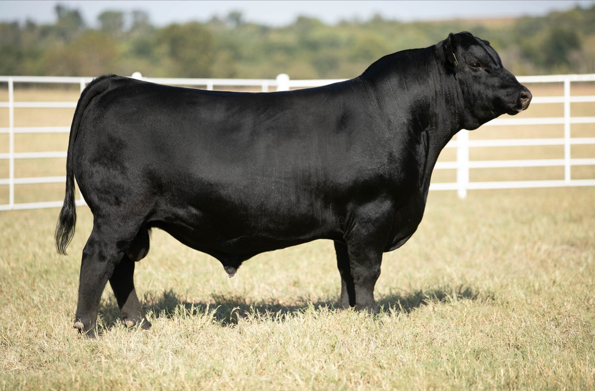 SADLER TOP GUN 1030 – Premium Beef Genetics