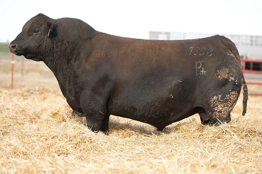 DUFF B AG TROUBADOR 17388 – Premium Beef Genetics