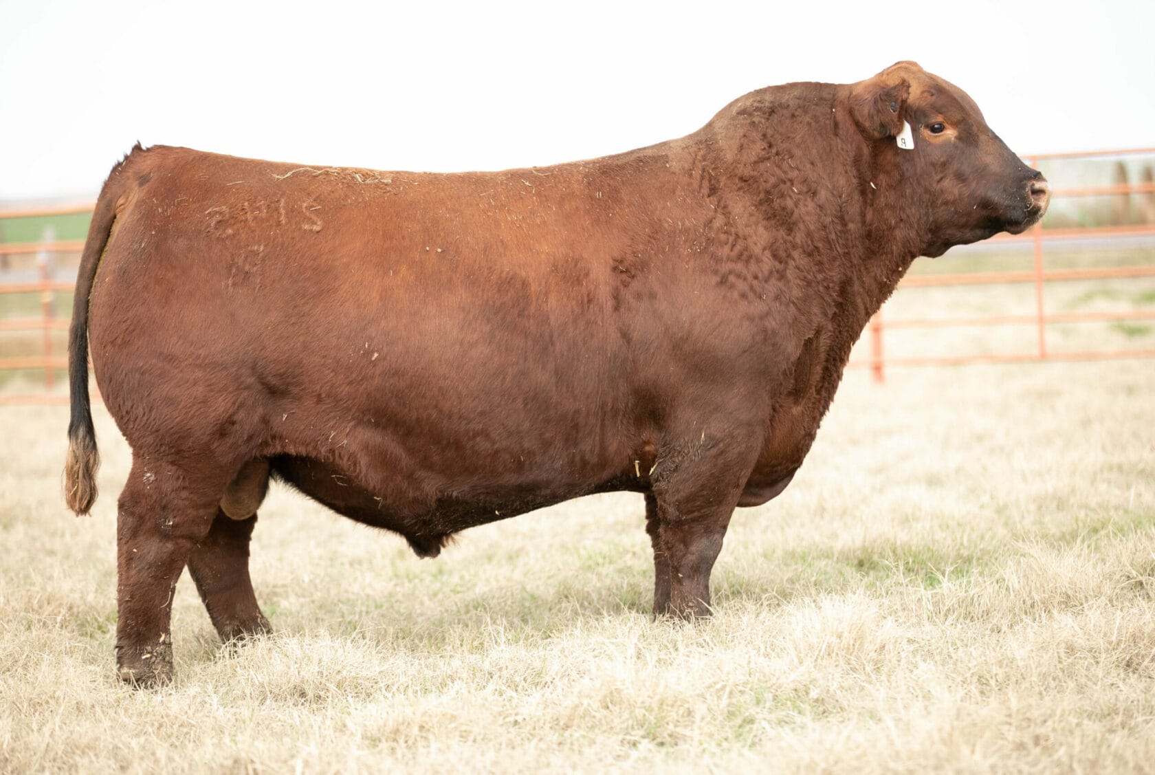 DUFF SMASH 2145 – Premium Beef Genetics