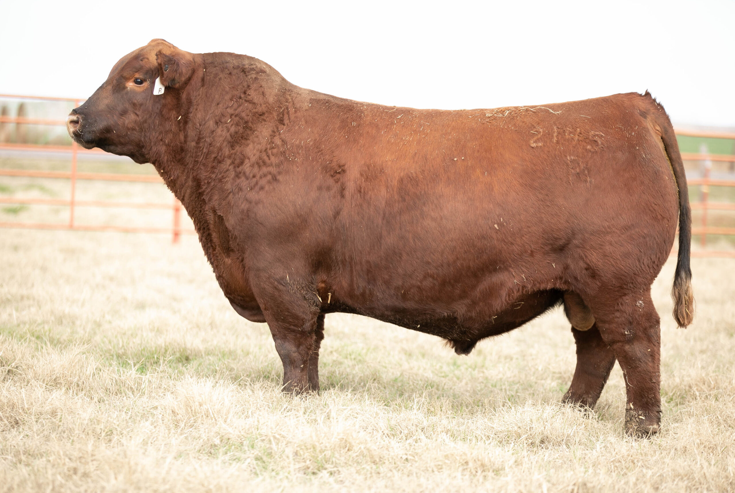 DUFF SMASH 2145 – Premium Beef Genetics