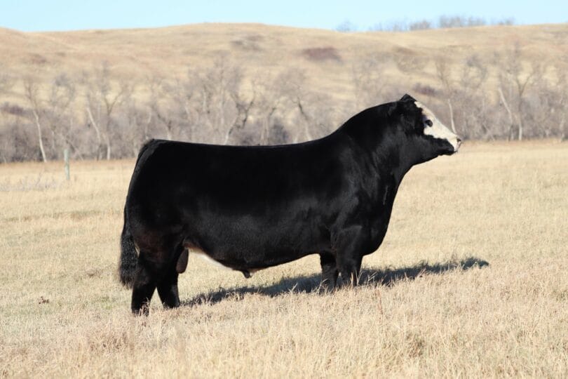 Simmental – Premium Beef Genetics