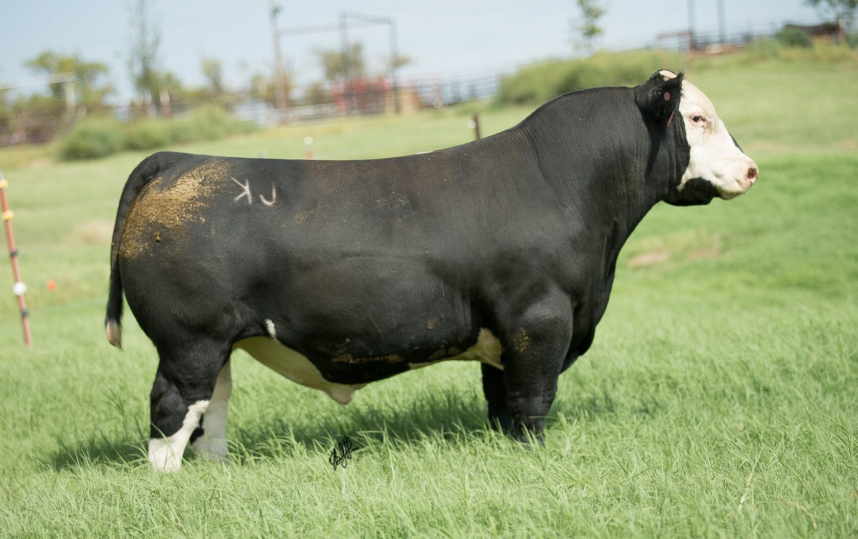 BIX SQUARE BODY 635 – Premium Beef Genetics