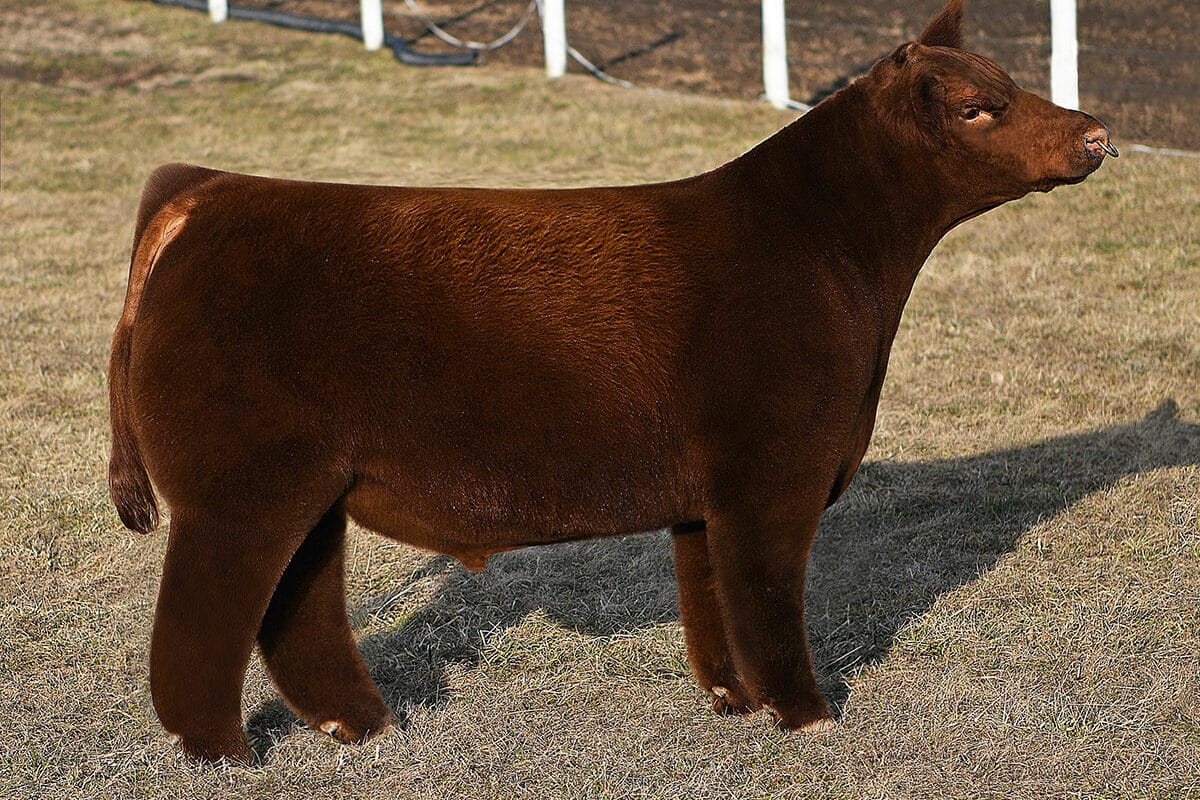Maine-Anjou – Premium Beef Genetics