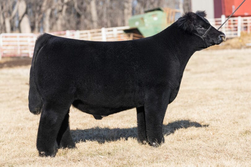 Club Calf – Page 2 – Premium Beef Genetics